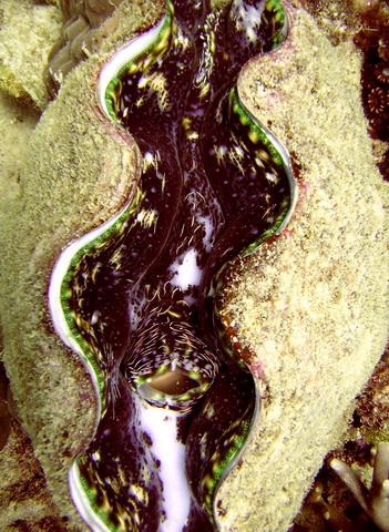 John Neystadt Picture Album